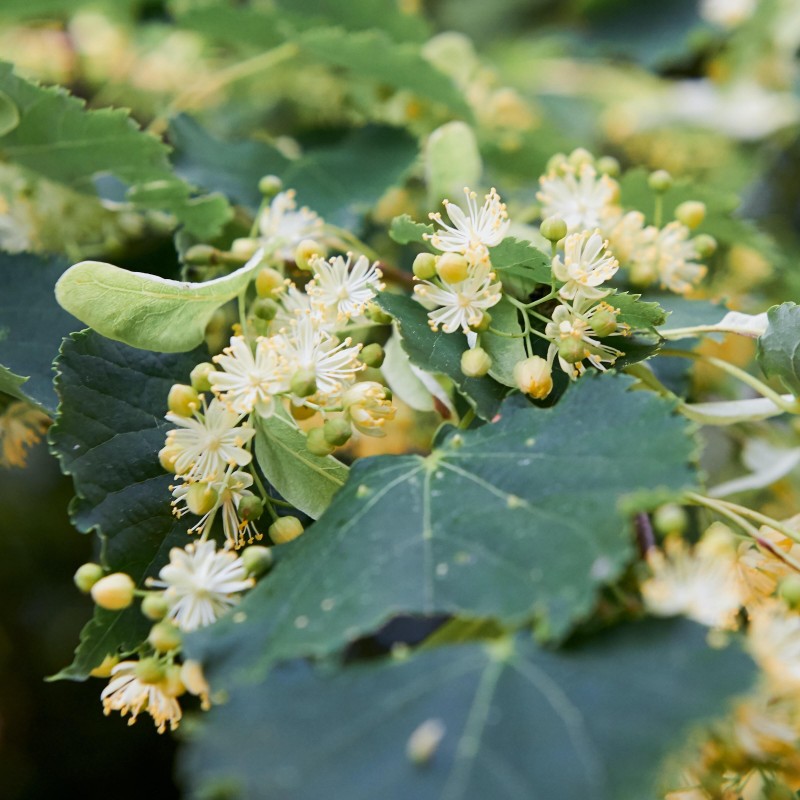 Fragrance oil, linden flowers